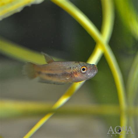Betta Antuta Aqua Imports