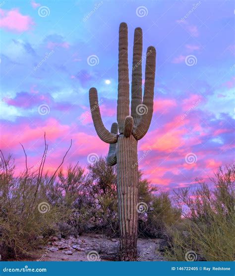 Saguaro Cactus At Sunset With Moon In Background Stock Image Image Of