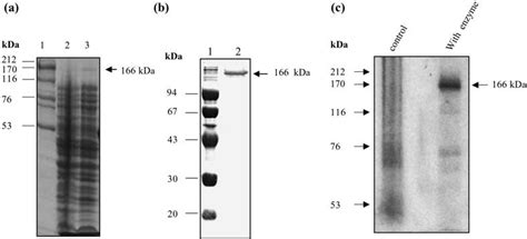 The Induction And Purification Of Recombinant Full Length Polypeptide Download Scientific