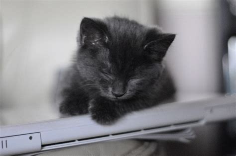 Soot When He Was A Kitten Snoozing On A Warm Laptop Aww