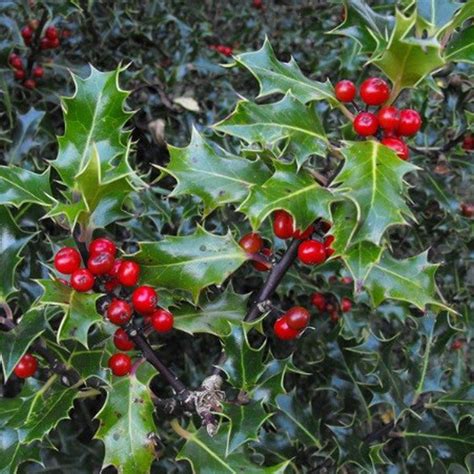 Underneath The Mistletoe The Truth Service Direct Landscape