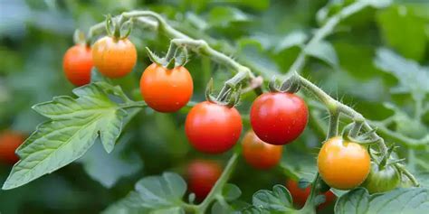 Growing Cherry Tomatoes In A Hot Climate Anawalt Lumber Blog