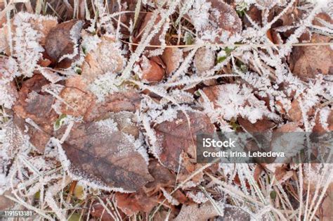 마른 노란 잔디에 냉동 얼음 결정과 12 월 야외에서 추운 겨울 아침 0명에 대한 스톡 사진 및 기타 이미지 0명 12월