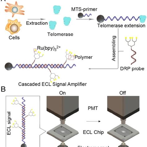 Comparison Of Telomerase Activities In Normal Cells And Tumor Cells Download Scientific