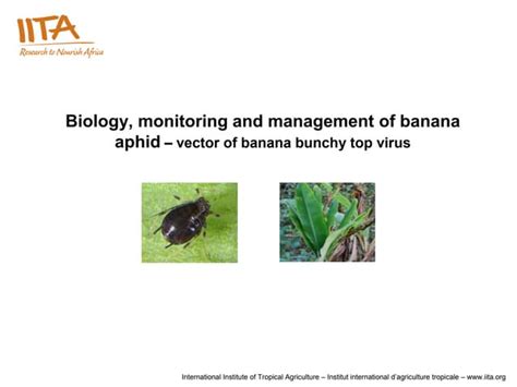 Biology Monitoring And Management Of Banana Aphid Vector Of Banana