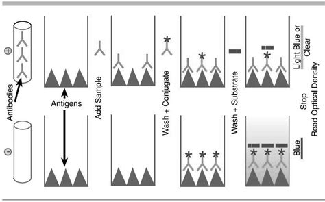 A Simple Diagram For Competitive ELISA Schematic Procedure Download Scientific Diagram