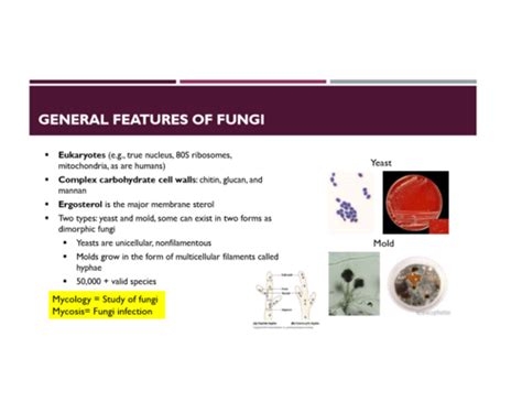 Fungal Diseases Flashcards Quizlet
