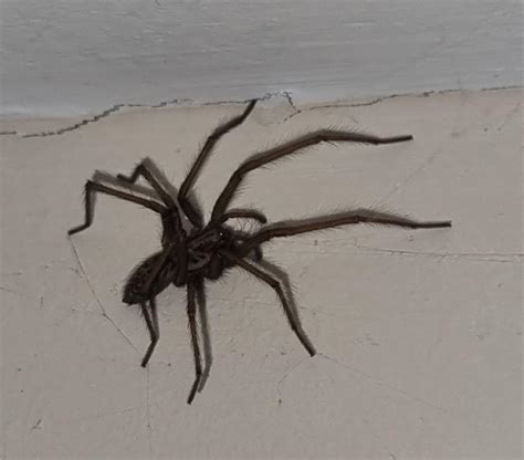 Southwest England R Whatsthisbug