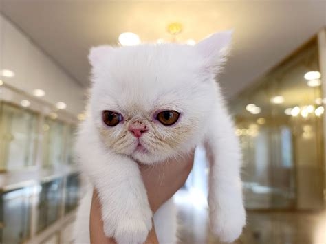 비숑프리제분양가 유기견 미니비숑 웰시코기분양 스피츠 요크셔테리어분양 먼치킨고양이 노르웨이숲고양이분양 강아지배변훈련 도그마루 홈스쿨 강아지훈련소 강아지입질 강아지분리