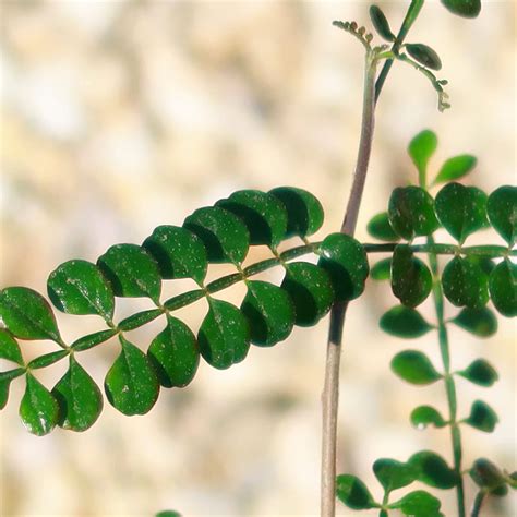 Operculicarya Decaryi For Sale Elephant Tree Planet Desert