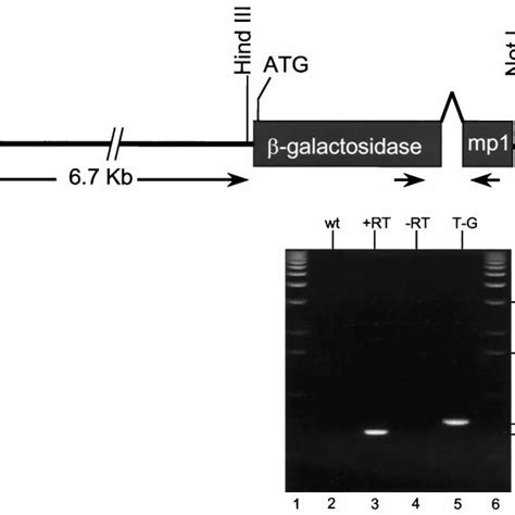 Structure Of The M4 Transgene Construct The 67 Kb Dna 5 To The M4 Atg Download Scientific