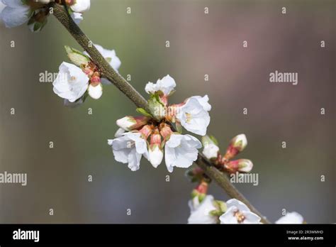 Prunus Tomentosa Known As Korean Cherry Downy Cherry Manchu Cherry