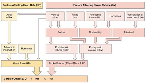 Preload And Afterload Cardiac Output Overview