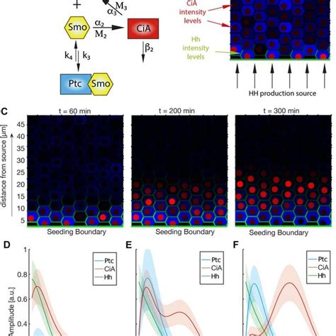 A Scheme Of The Interactions Of The Numerical Model With The Download Scientific Diagram
