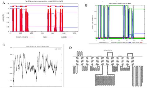 Cellular Localization Predictions The Tmhmm A Predicted That The