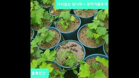 판매 2819 0288 엄나무 ㅡ 포트 묘목 유박거름주기 Youtube