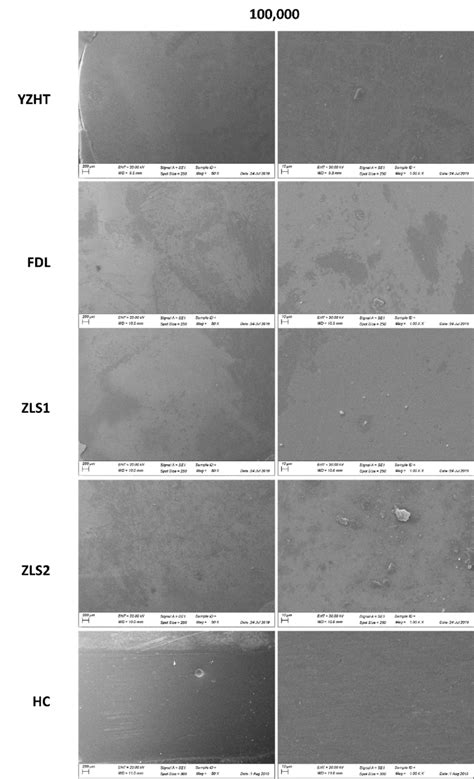 Scanning Electron Microscopy Of Surface Topography With 50× And 1000× Download Scientific