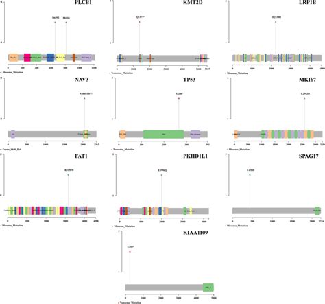 Lollipop Plot Exhibiting The Distribution Of Mutations Of The Ten
