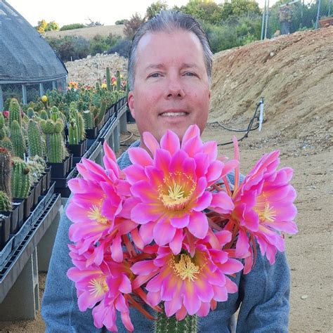 Trichocereus Pink Stripes At Brent Wigand Facebook