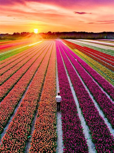 Tulip Fields In Amsterdam Tulip Fields Tulip Fields Netherlands Amsterdam Tulips