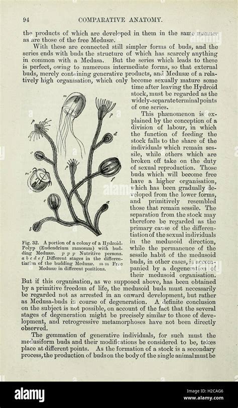 Elements Of Comparative Anatomy Provides Insights Into The Structural