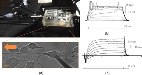 A Whole Cell Patch Clamp Setup For Recordings From A Cell Subject To Download Scientific