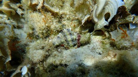 Trunculus Murex Or Banded Murex Trunk Murex Banded Dye Murex