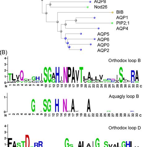 human aquaporin amino acid sequence homologies generated using cobalt