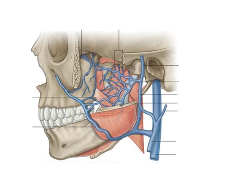 Pterygoid Venous Plexus — Printable Worksheet