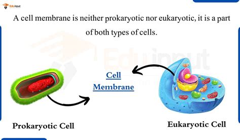 Diffusion Explained Definitions Types And Examples In Biology Chemistry And Physics
