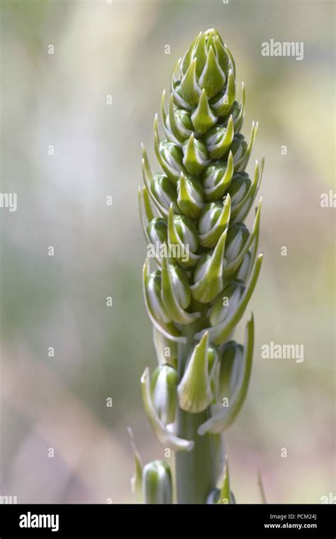 Compound Bud Hi Res Stock Photography And Images Alamy
