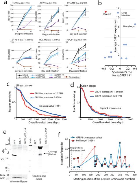 Noncanonical Open Reading Frames Encode Functional Proteins Essential For Cancer Cell Survival