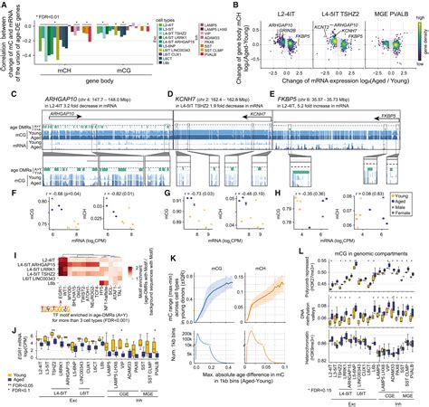 Cell Type Specific Effects Of Age And Sex On Human Cortical Neurons Neuron