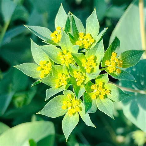 Maurits Keppels Scoops Gold From Dutch Soil