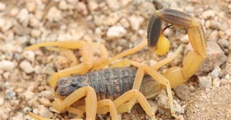 Species New To Science [arachnida • 2023] Leiurus Hadb • A New Species And A Key To The Genus