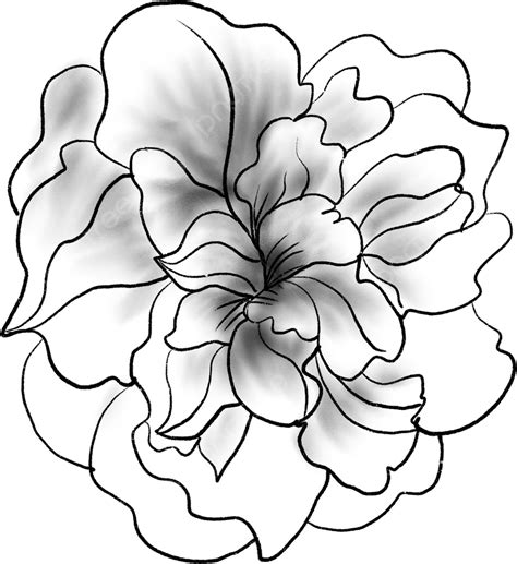 Flor En Blanco Y Negro Png Flores En Blanco Y Negro Pintado A Mano