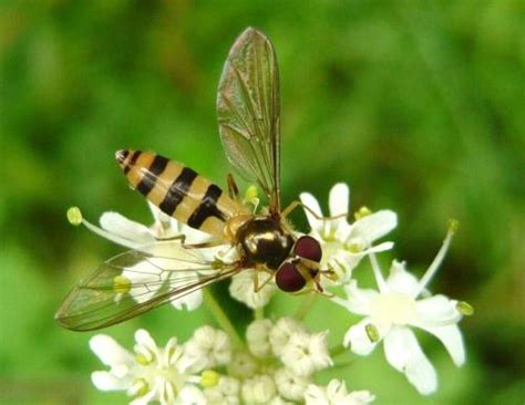 Meliscaeva Cinctella Galerie