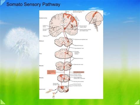 07b Posterior Association Cortex Pdf
