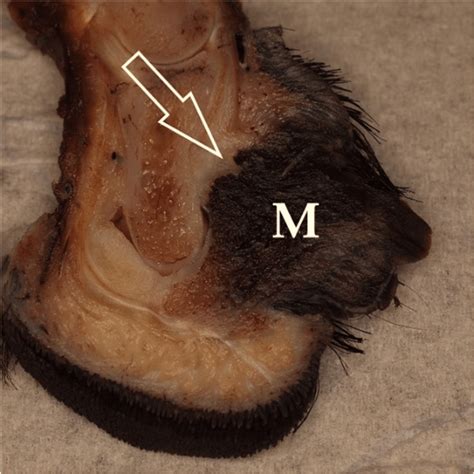Melanoma On Dog Hind Leg S Melanoma In Dogs