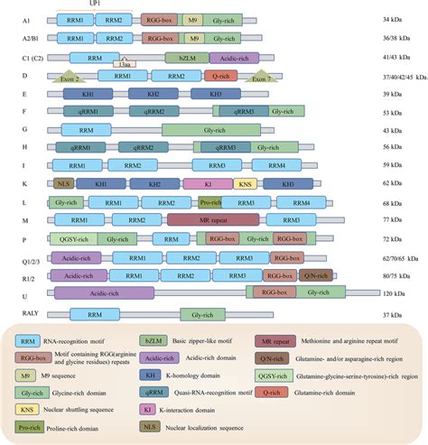 The Structures Of Heterogeneous Ribonucleoproteins From Hnrnp A1 To Download Scientific Diagram
