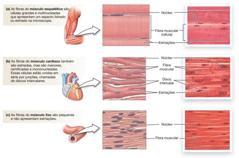 Resumo Sobre Contração Muscular Fisiologia Tipos E Mais