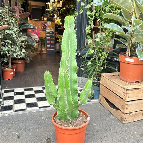euphorbia erytrea canarias house plants plant shop urban tropicana