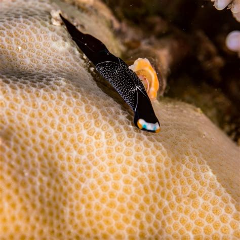 Nudibranchs Great Barrier Reef Colourful Sea Slugs And Reef Facts