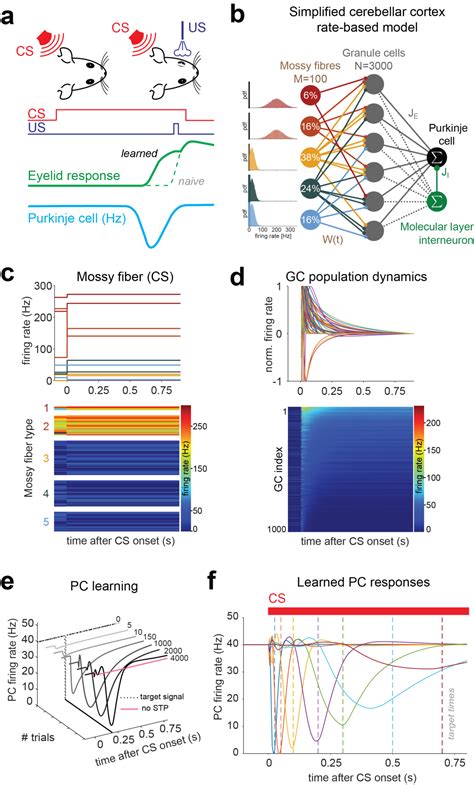 david digregorio computational modeling of cerebellar cortical circuit dynamics with dynamic