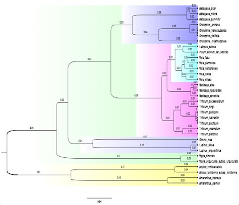 figure1 bayesian consensus tree from its gene region of 33 species