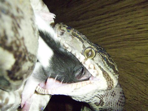 Corallus Hortulanus Boa Python