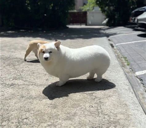 유과 닮은 강아지 인스티즈 Instiz 이슈 카테고리