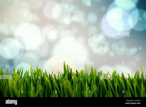 Grass Growing Outdoors Against Light Glowing Dots Design Pattern Stock