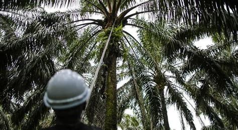 폐유 구하기 힘들고 가짜도 등장정유업계 Saf 원료수급 ‘불안불안