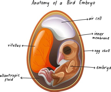 Bird Egg Anatomical Illustration Images Stock Photos D Objects Vectors Shutterstock